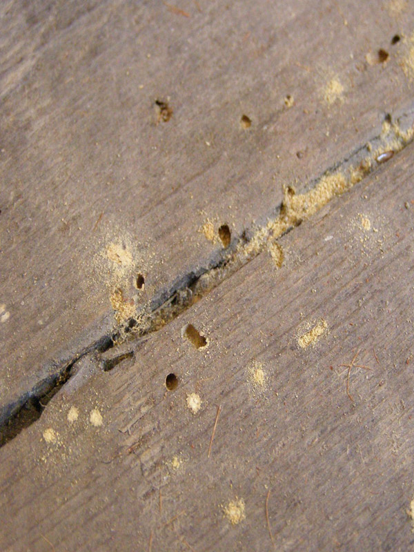 Control de Carcoma de la madera en Barcelona - 🚫🪲 E-C Plagas
